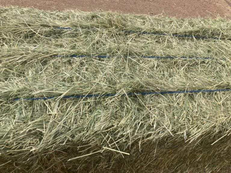 Teff Hay - Premium Hay